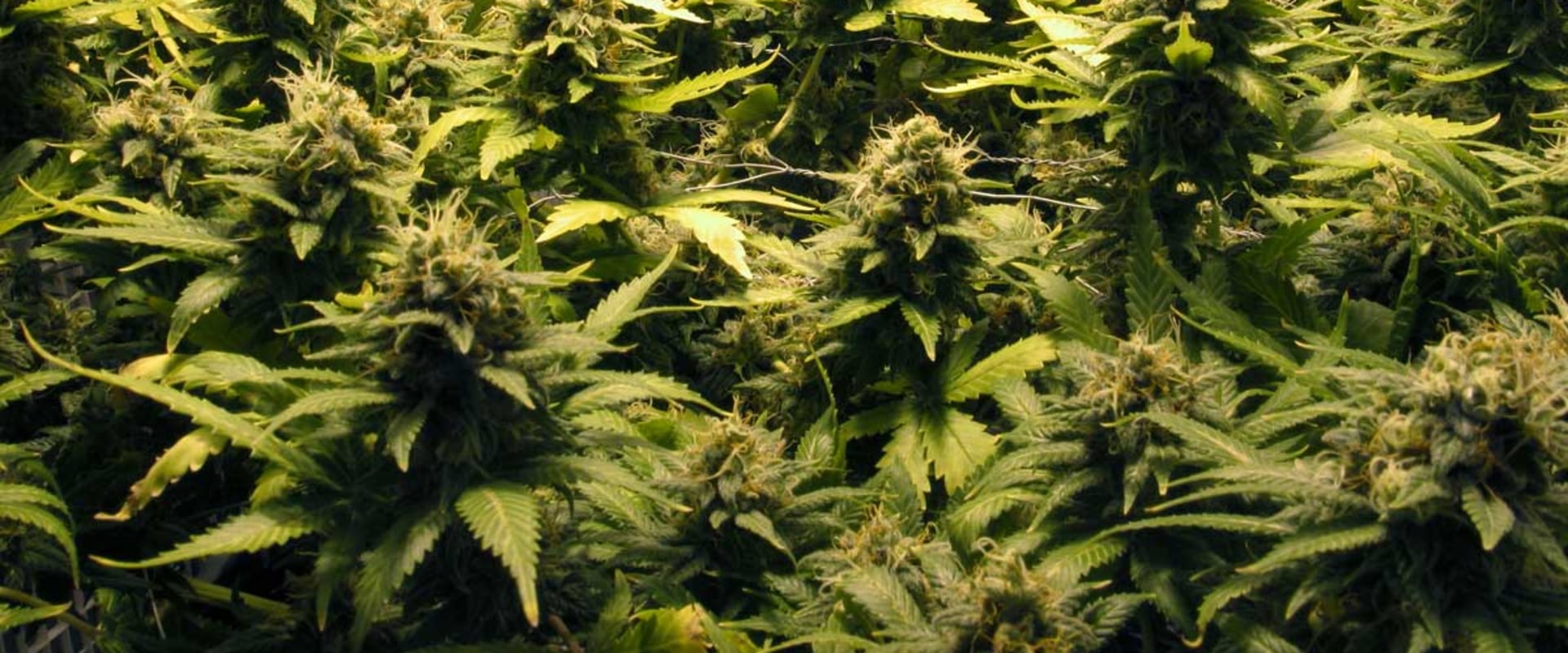 How are cannabis plants feminized?
