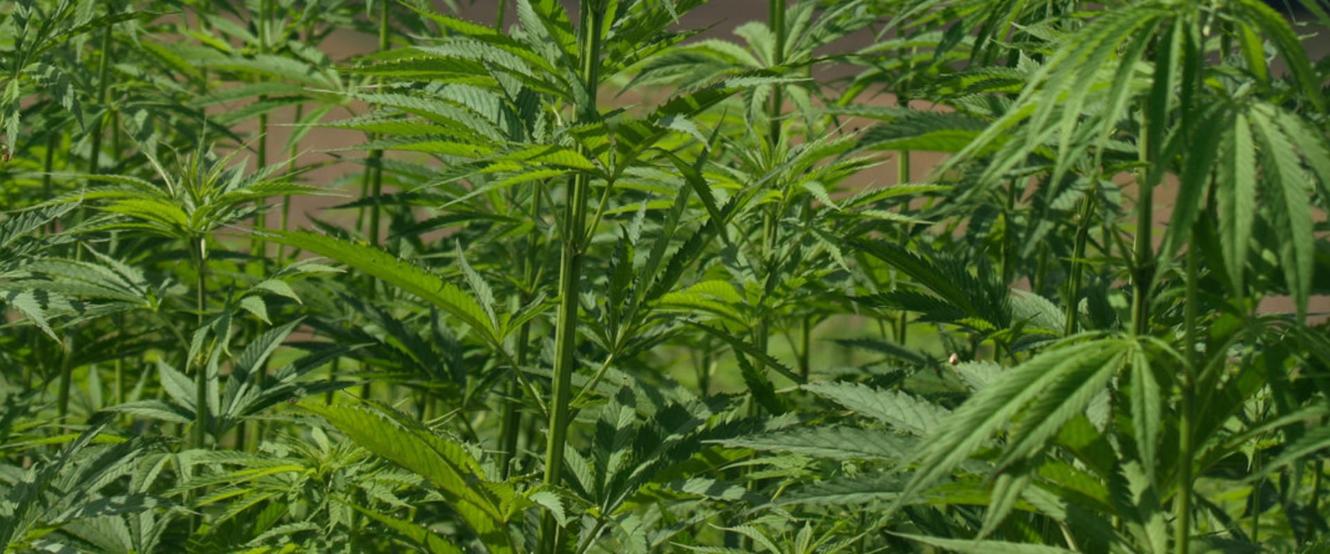 Cannabis Cultivation: How Different Methods Impact Your Cone