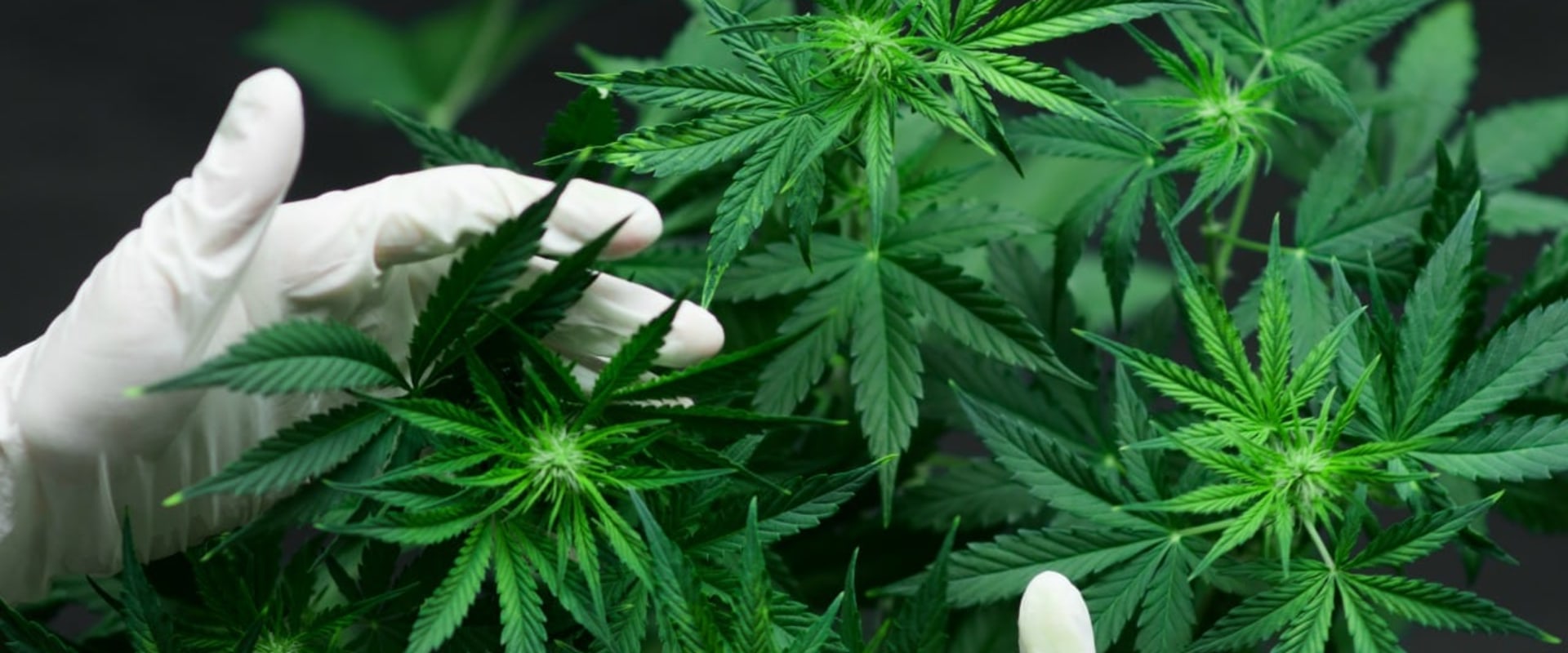 What is cannabis cultivation?